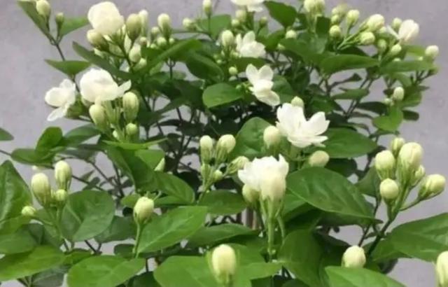 Raise jasmine in autumn, achieve "3 diligence and 1 lazy", the branches ...