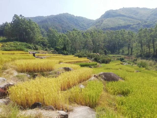 Guangning: The layers of rice in Lindong Village have become a check-in ...