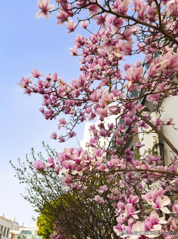 Magnolia tree in the garden with the color of "full of gold and jade ...