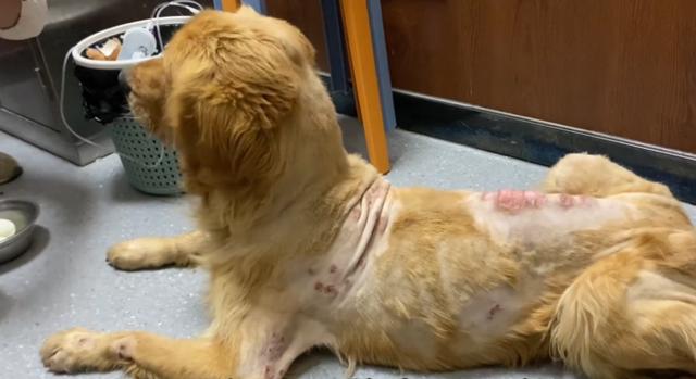 The skinny golden retriever, after 3 days of treatment, the wound grows ...