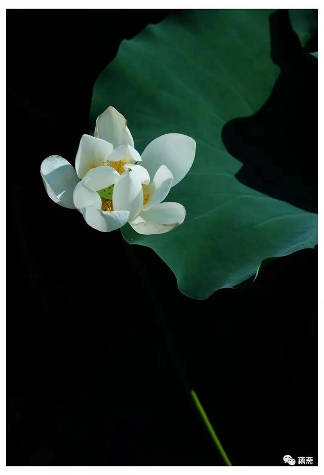 Canghai Picking Pearls Phase 17 - iNEWS