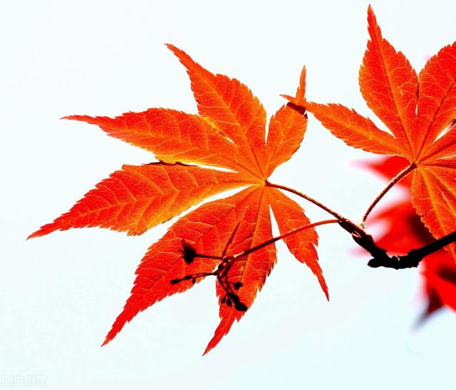 Maple Leaf Scenery Picture - iNEWS