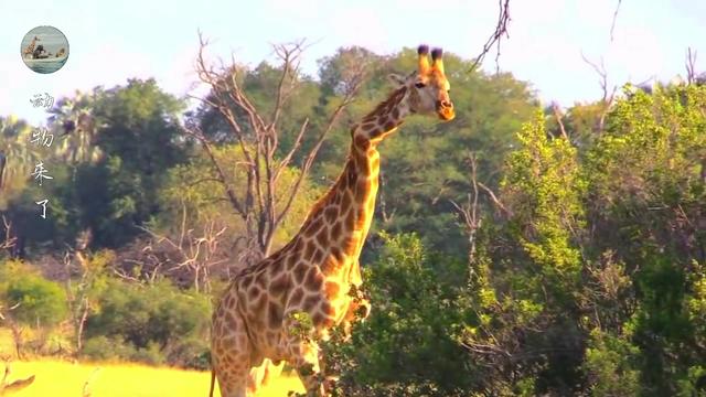 The giraffe's neck was broken and turned into a Z shape, and the neck ...