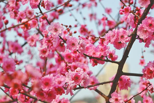 spring promises flowers - iNEWS