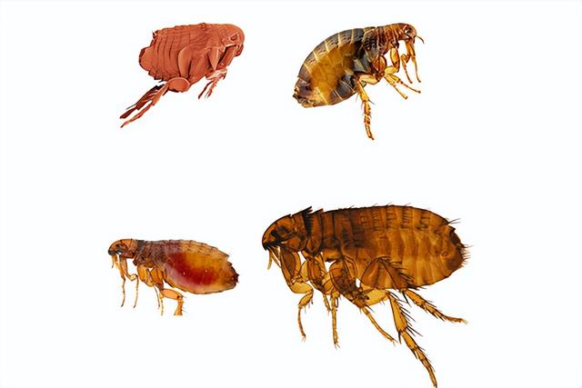 Be careful, small fleas are very dangerous - iNEWS