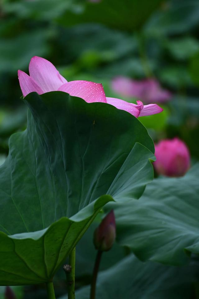 The lotus blooms again (Part 51) - iNEWS