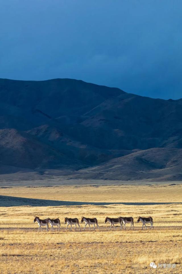 Yunyou Plateau | Golden Qiangtang - iNEWS