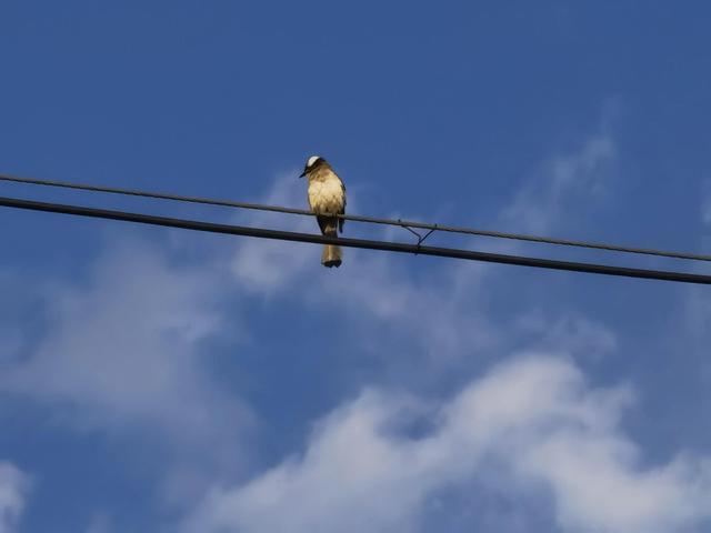 The rope binds the body (original poem) - iNEWS