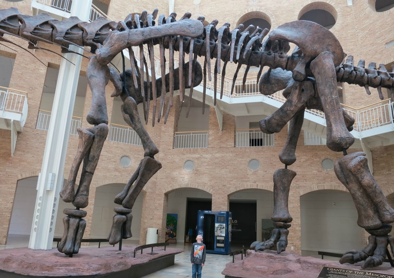 How heavy is the largest dinosaur in the world? - iNEWS