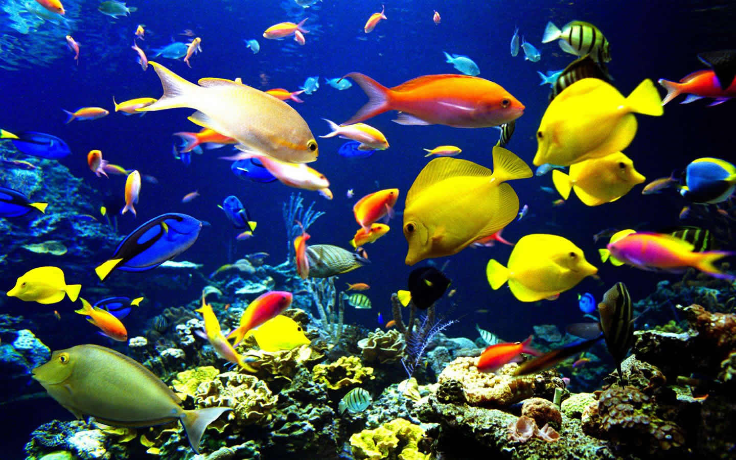 How did life come about?Did it evolve from stone? - iNEWS