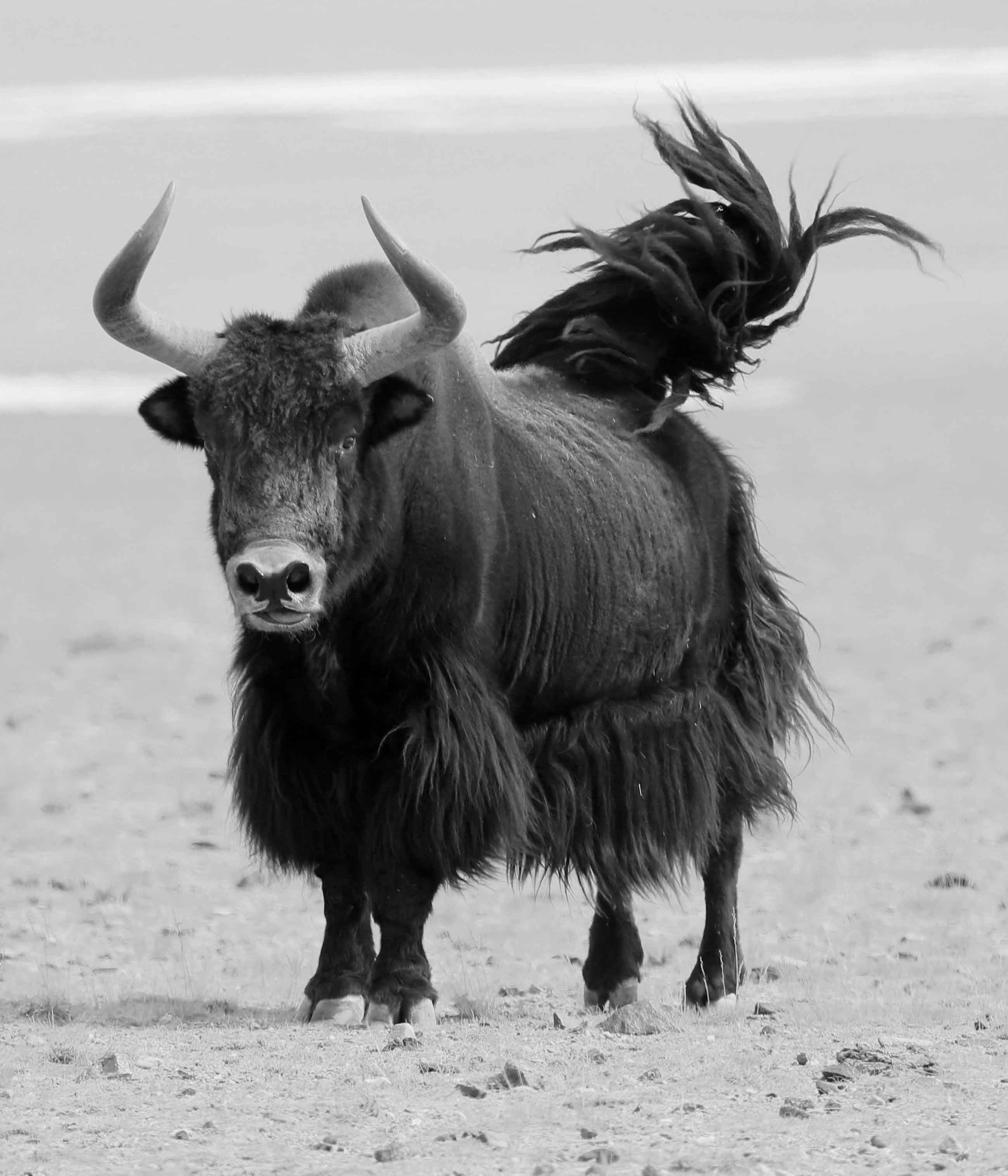 The wild yak in Sanjiangyuan is so domineering in killing wolves, the ...