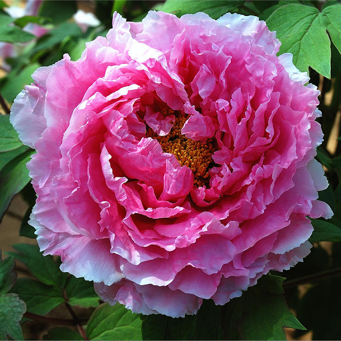 9 kinds of "big face flowers", huge and mysterious "king of flowers ...