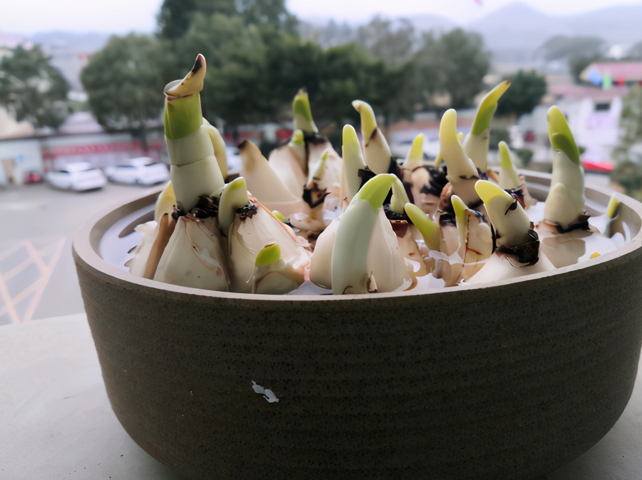 6 kinds of "short-lived flowers", after blooming, "it's useless", no ...