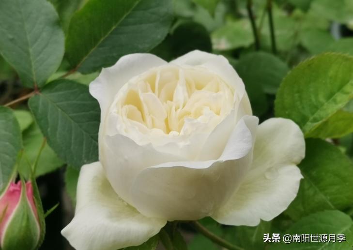 A large collection of 9 white rose varieties. Who is the top 1 in ...