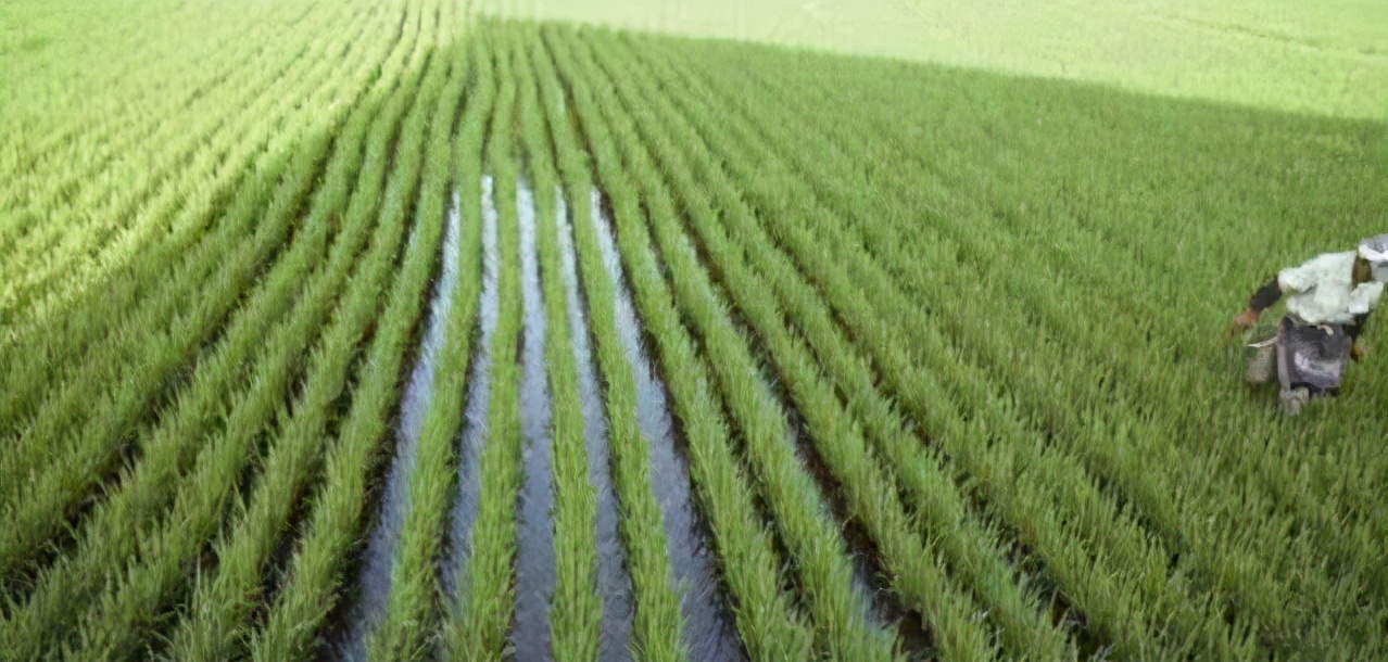 Rice field eels usually get into the soil of rice fields and do not eat ...