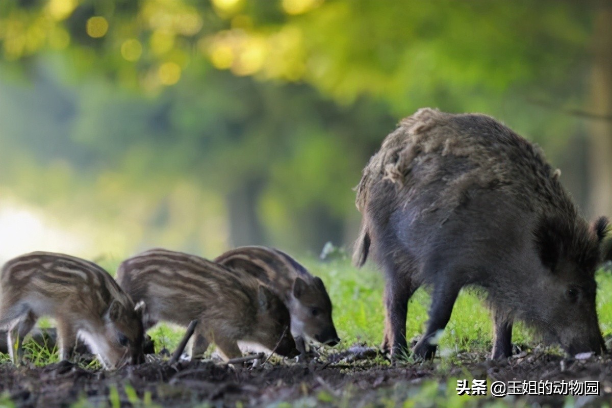 Why is the Five Step Snake so frightening?How harmful is it to people ...