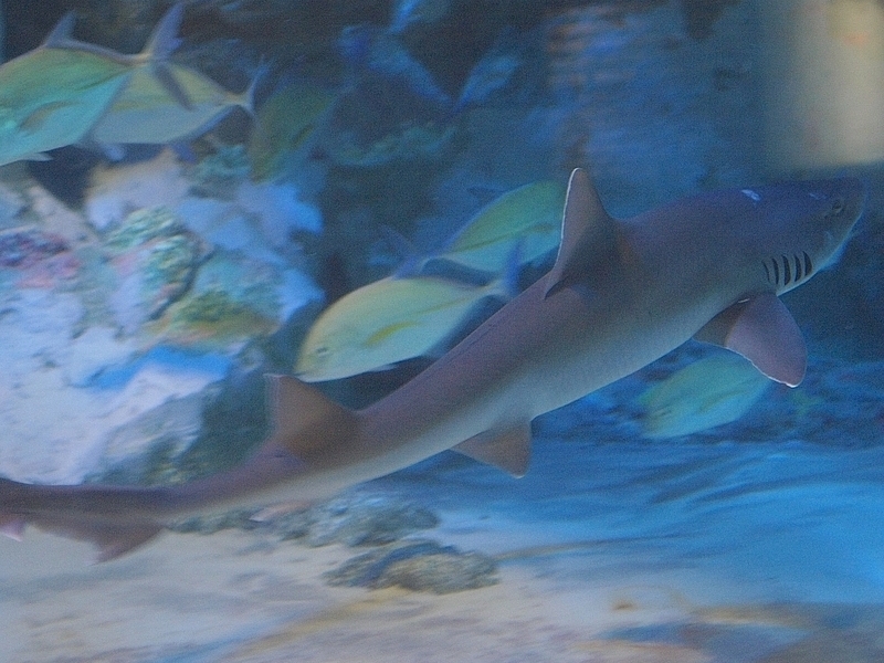 Two female sharks lived together in the aquarium for 10 years, and ...