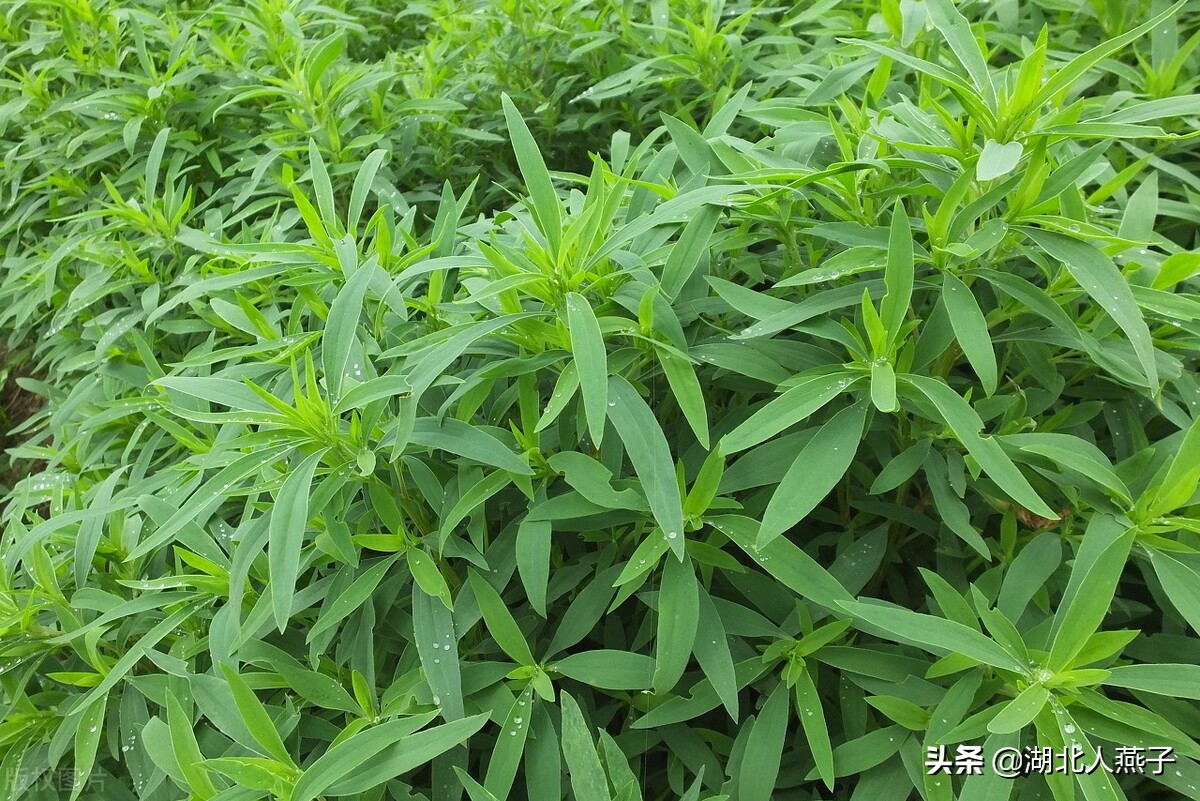 67 kinds of wild vegetables pictures, teach you to know different wild ...