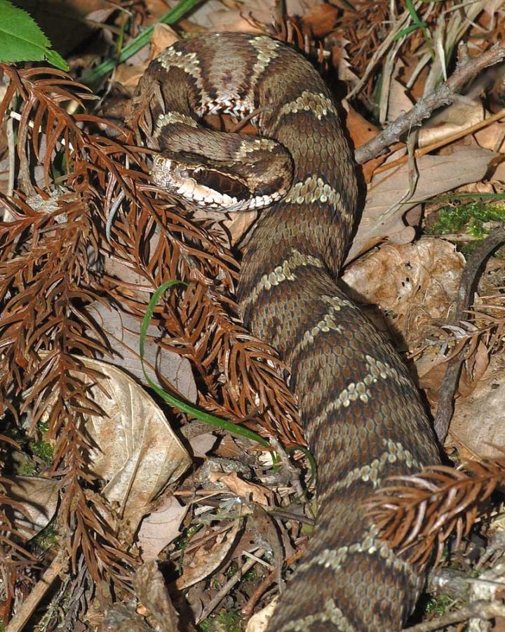 Japan, the "paradise" of snakes, a small island country hides 47 kinds ...