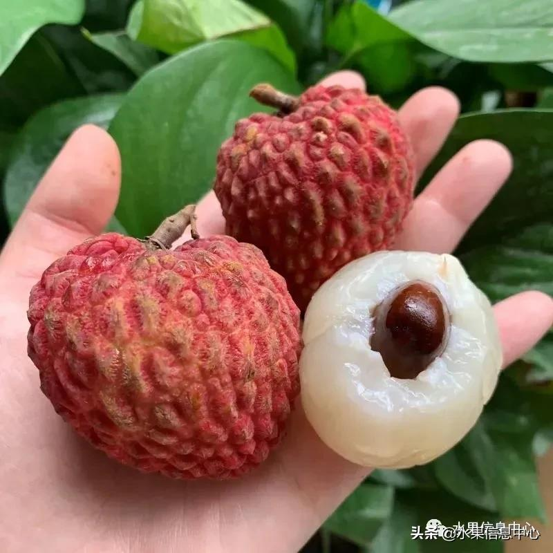 Comparison and evaluation of 10 types of lychees: Guiwei, Nuomi Cong ...