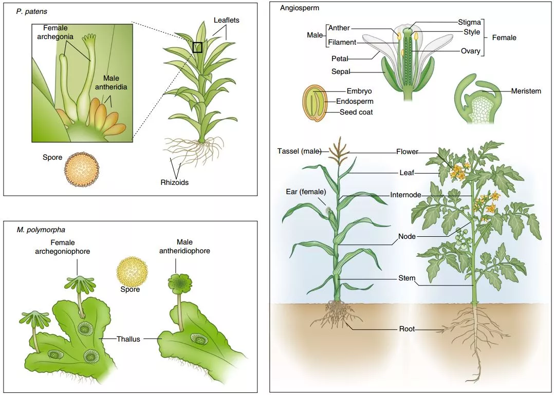 The "genetic code" of terrestrial plant organogenesis and reproduction ...