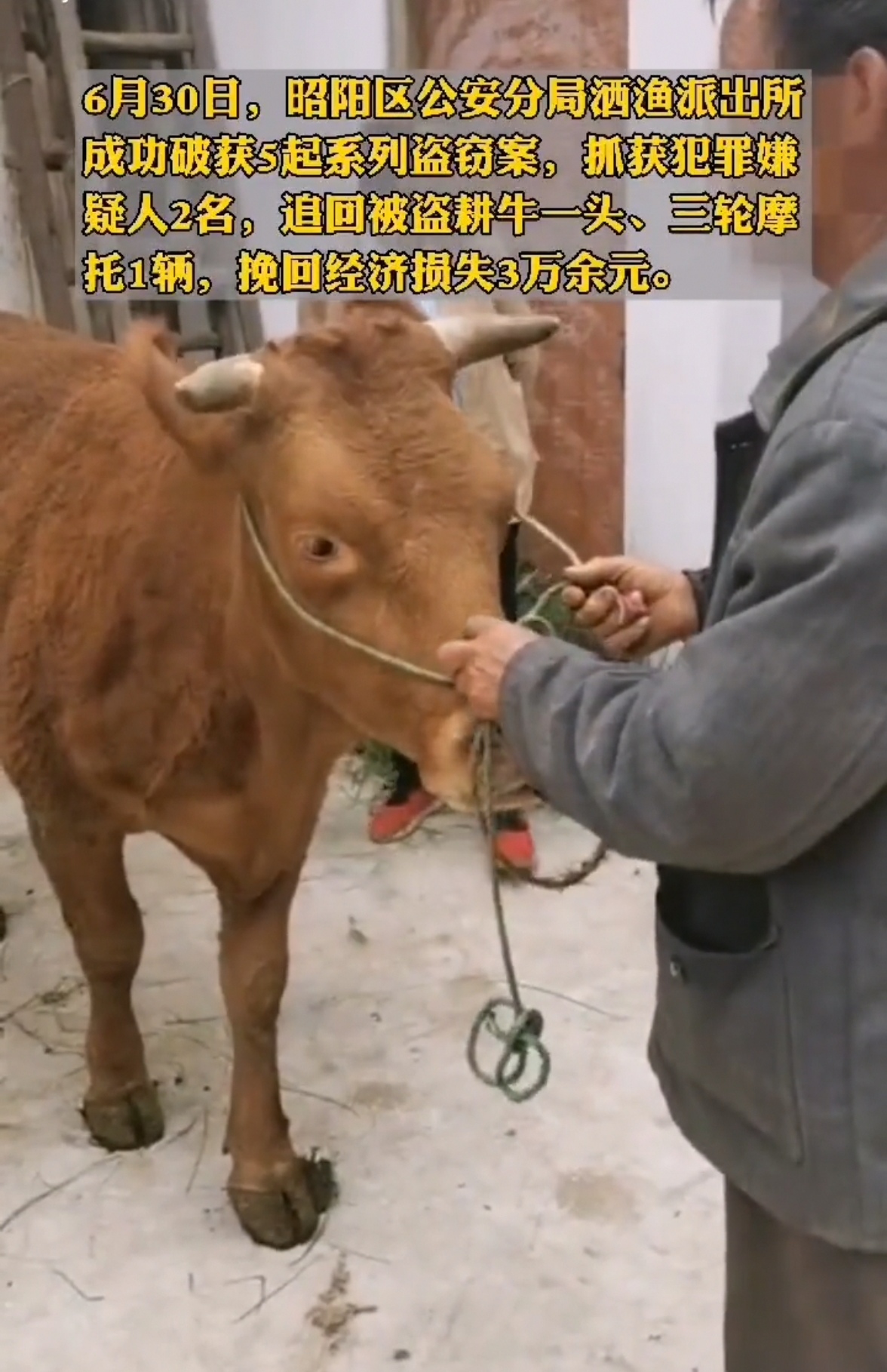 No matter what kind of maternal love!The Yunnan cow was stolen just ...