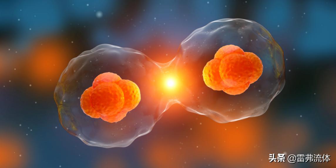 What are Vero cells?What can it do? - iNEWS