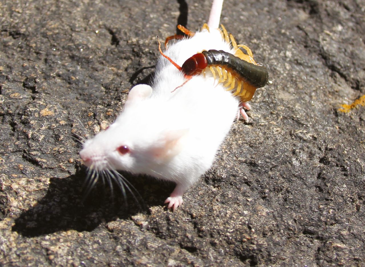 What kind of physiological structure should the "Huo's Immortal Insect ...