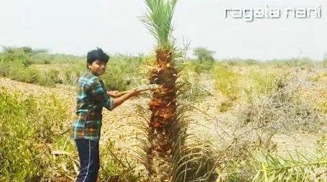 India's most exciting fruit is actually a tree - iNEWS