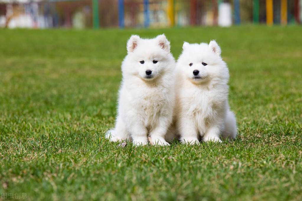 How many people did Samoyed's smile deceive?It's just a walking ...