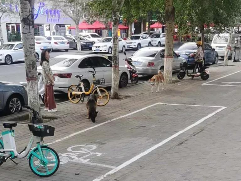 Civilized dog raising, I start by "petting"! - iNEWS