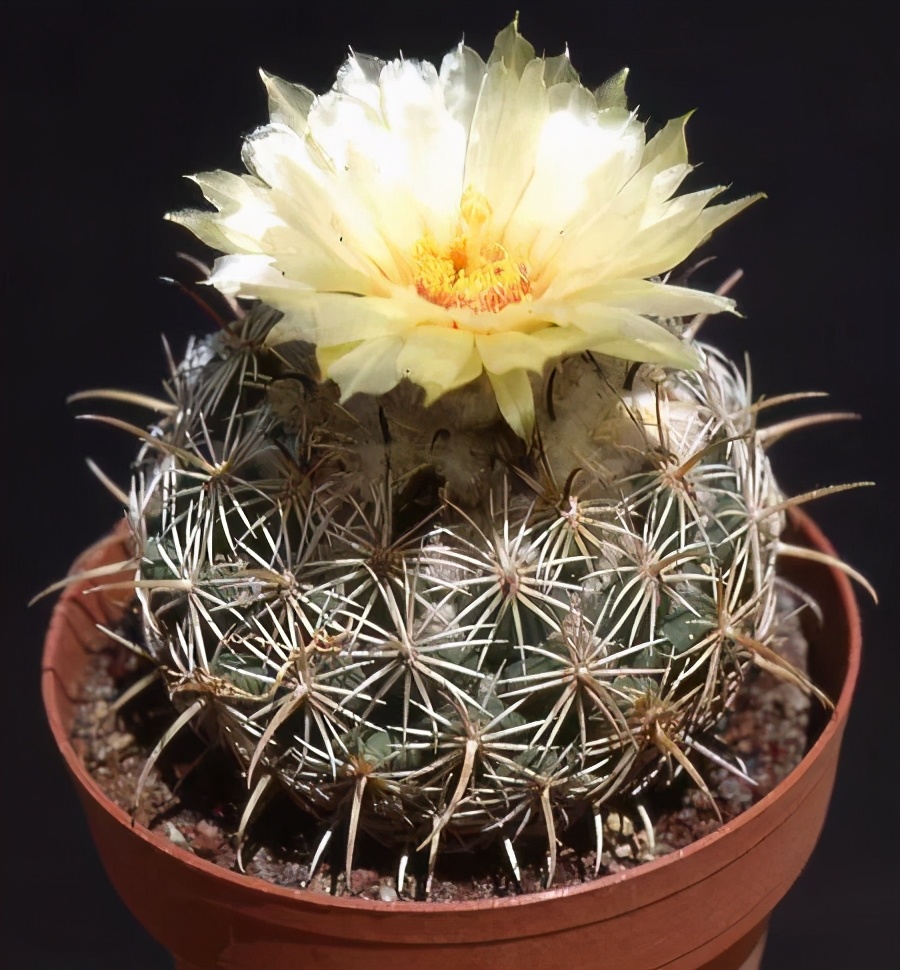 仙人掌科頂花球屬（Coryphantha） - 頭條匯