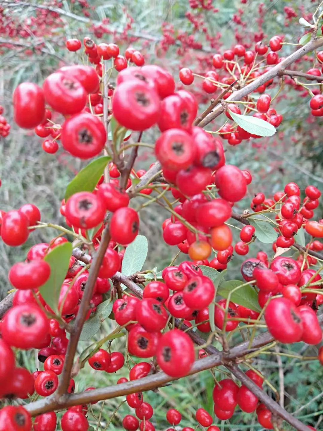 Small wild fruits that I eat most often when I was young - iNEWS