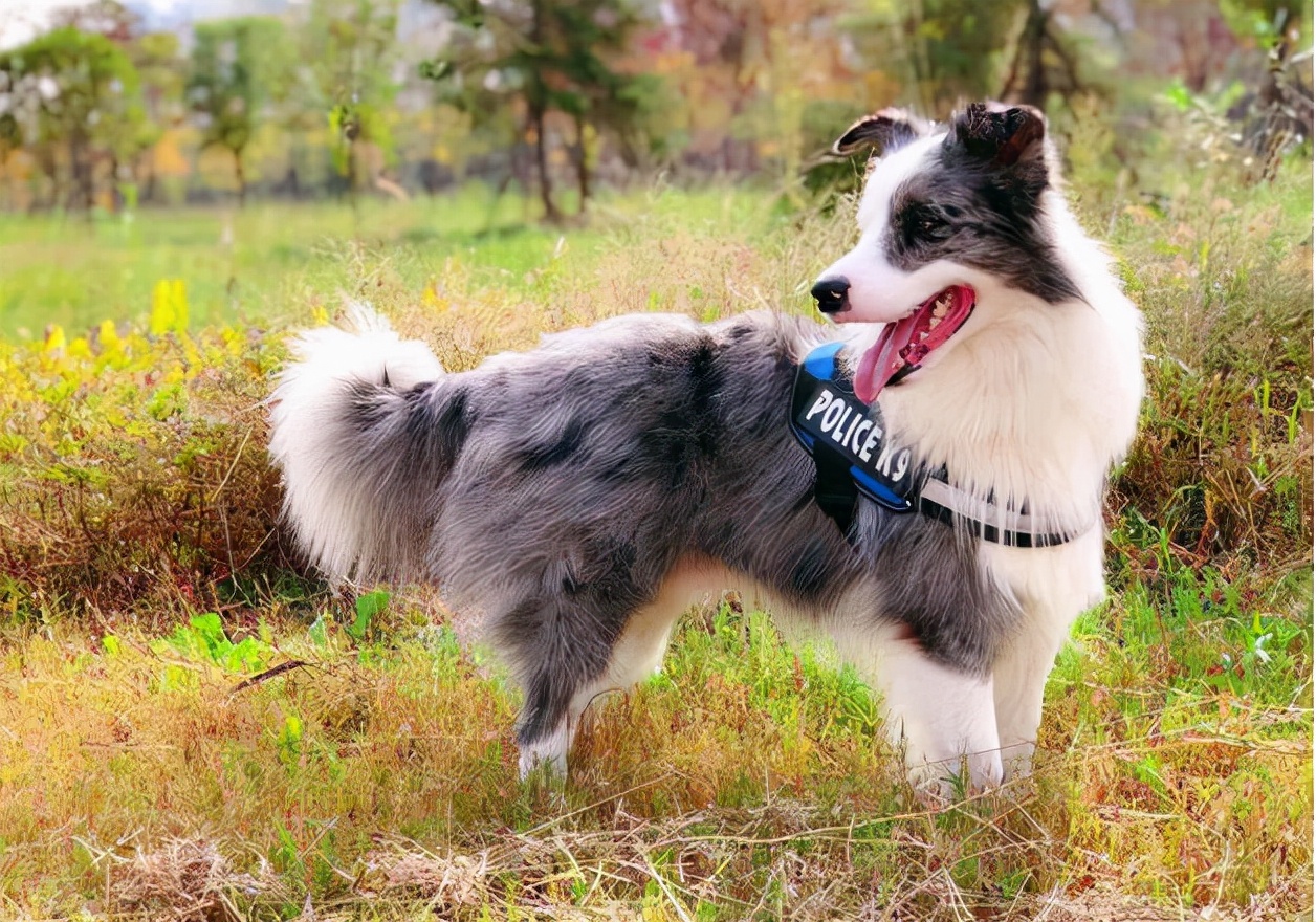 Why are border shepherds more and more popular?These are so adorable ...