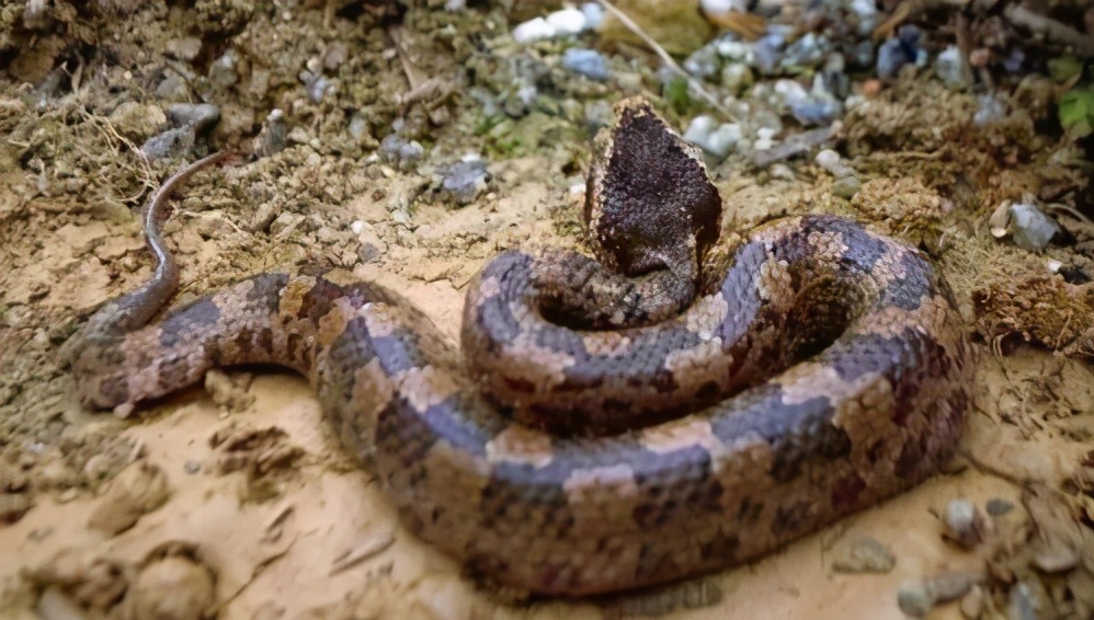 Japan, the "paradise" of snakes, a small island country hides 47 kinds ...