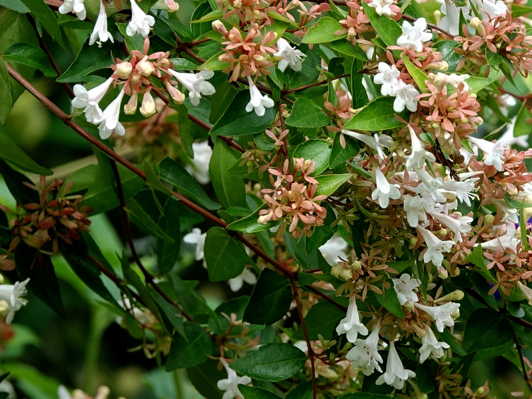 Huamu Chunqiu 93: The legendary Jianglongmu has sepals that look like ...