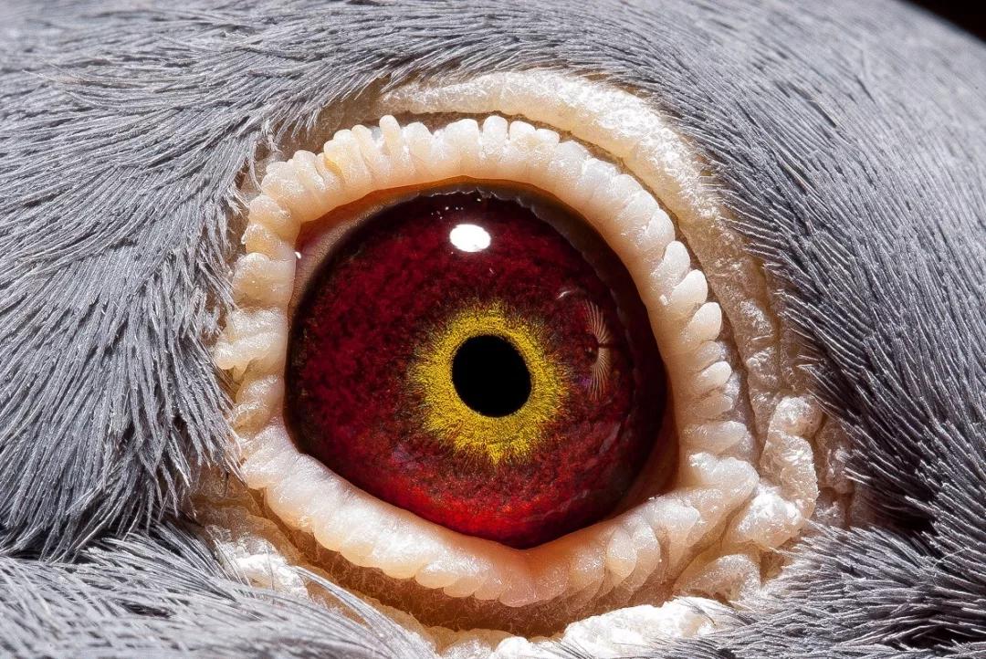 Pigeon Eye Speed Line - iNEWS