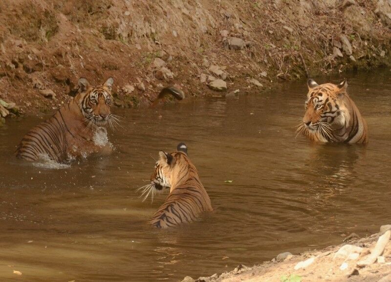 The son of the legendary tiger king: The Sudanese tiger drove high and ...