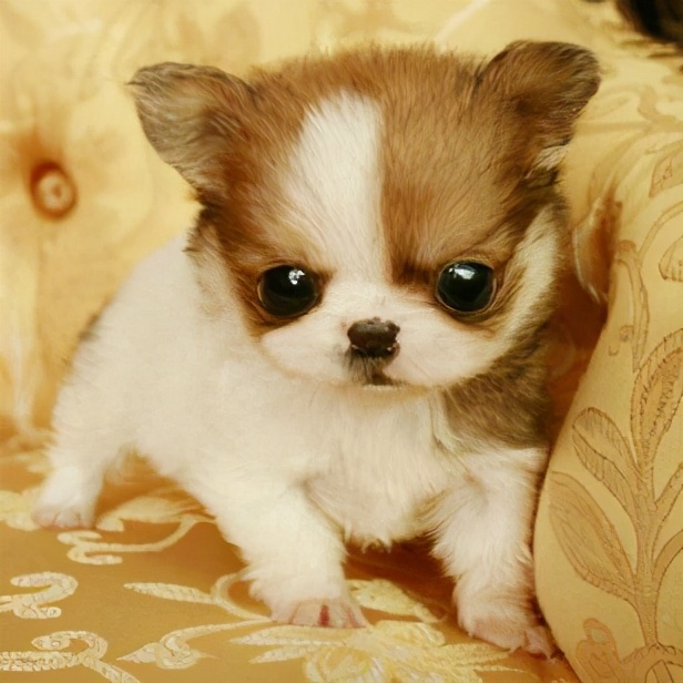 These 8 small dogs are very loyal, and no one who has raised them will ...