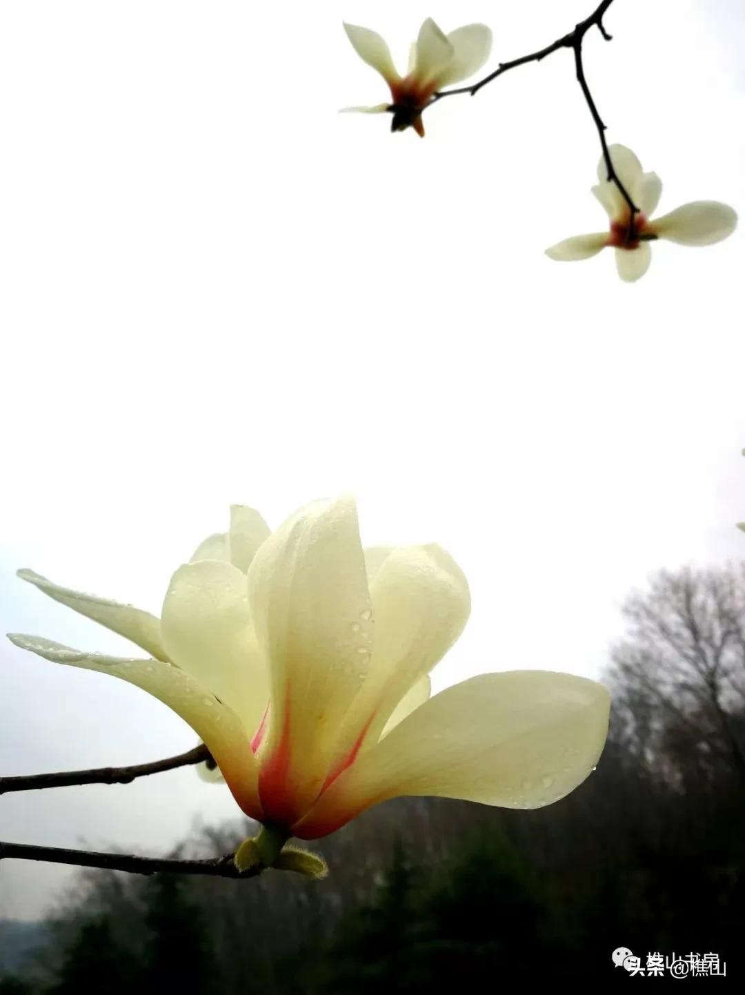 Meet the most beautiful spring in Zhenjiang - iNEWS