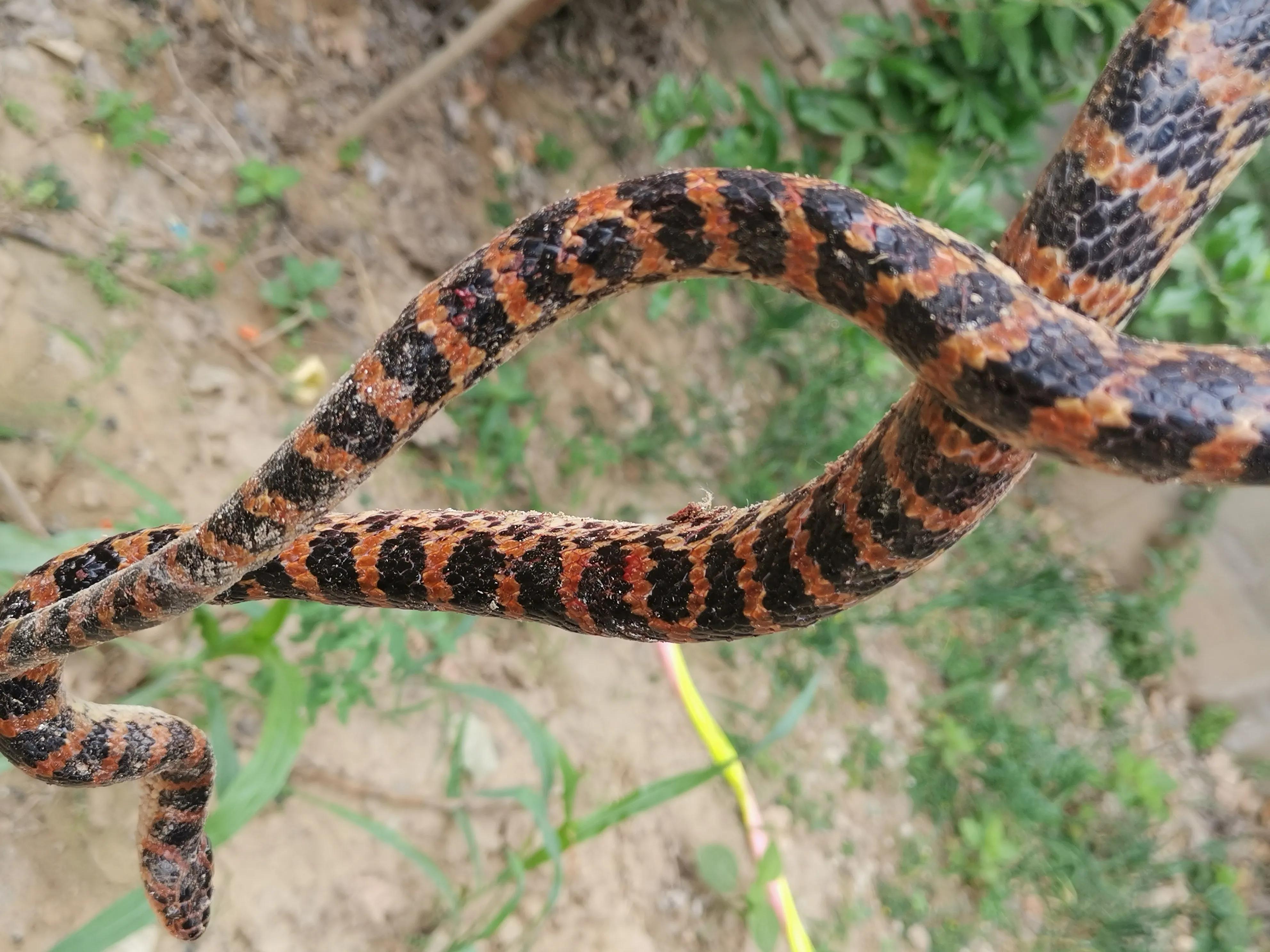 Weasel vs. Long Worm (snake) - iNEWS