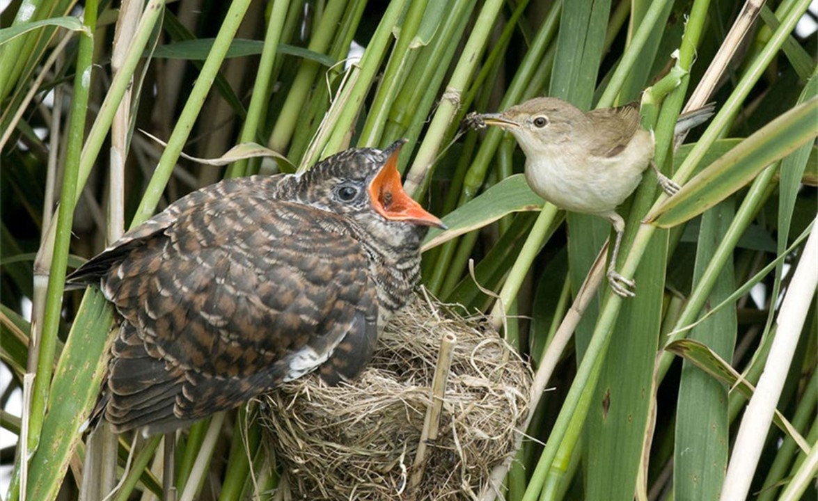 The cuckoo lays its eggs in other bird's nests. How do other birds ...