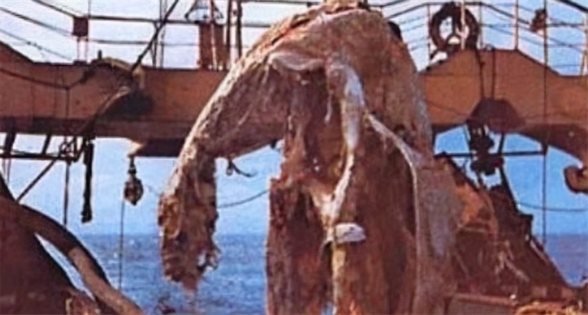 In 1977, a Japanese fishing boat caught a sea monster but was thrown ...