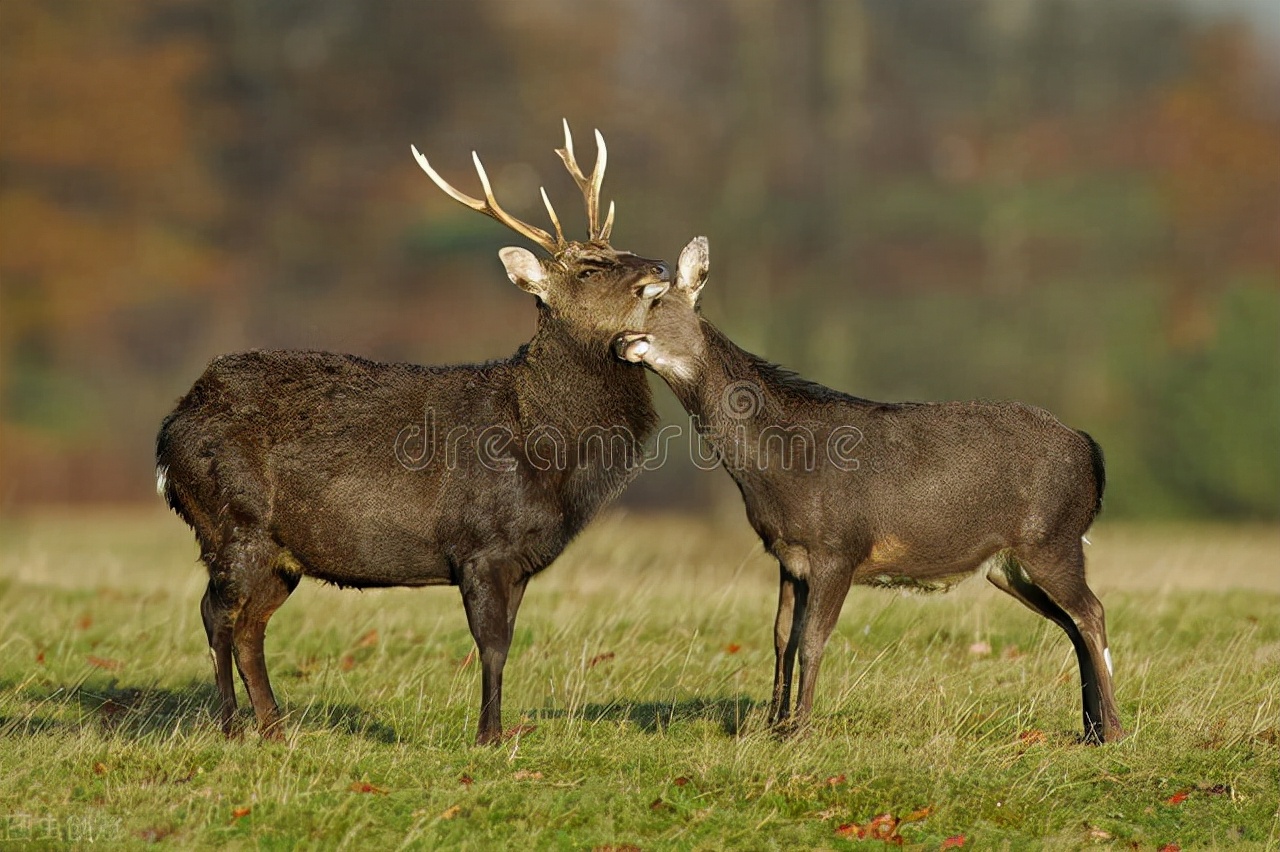 A small deer tried to intimidate the monitor lizard, but the monitor ...