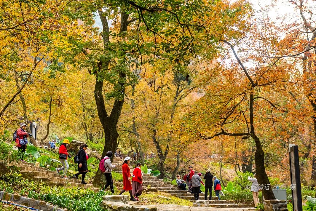 There is such a magnificent maple forest in the suburbs of Guangzhou ...