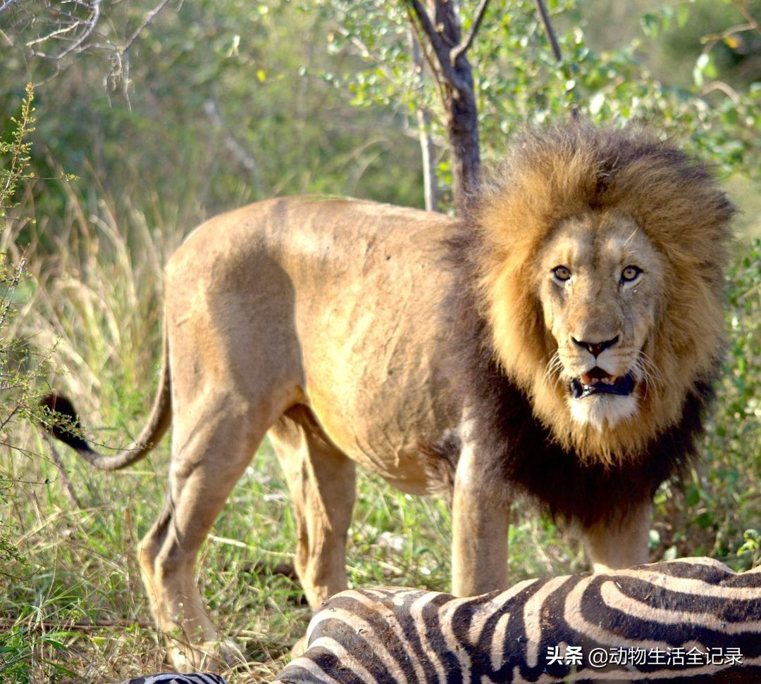 The lion king Zeus: As a lion, he bred batches of offspring, but all of ...