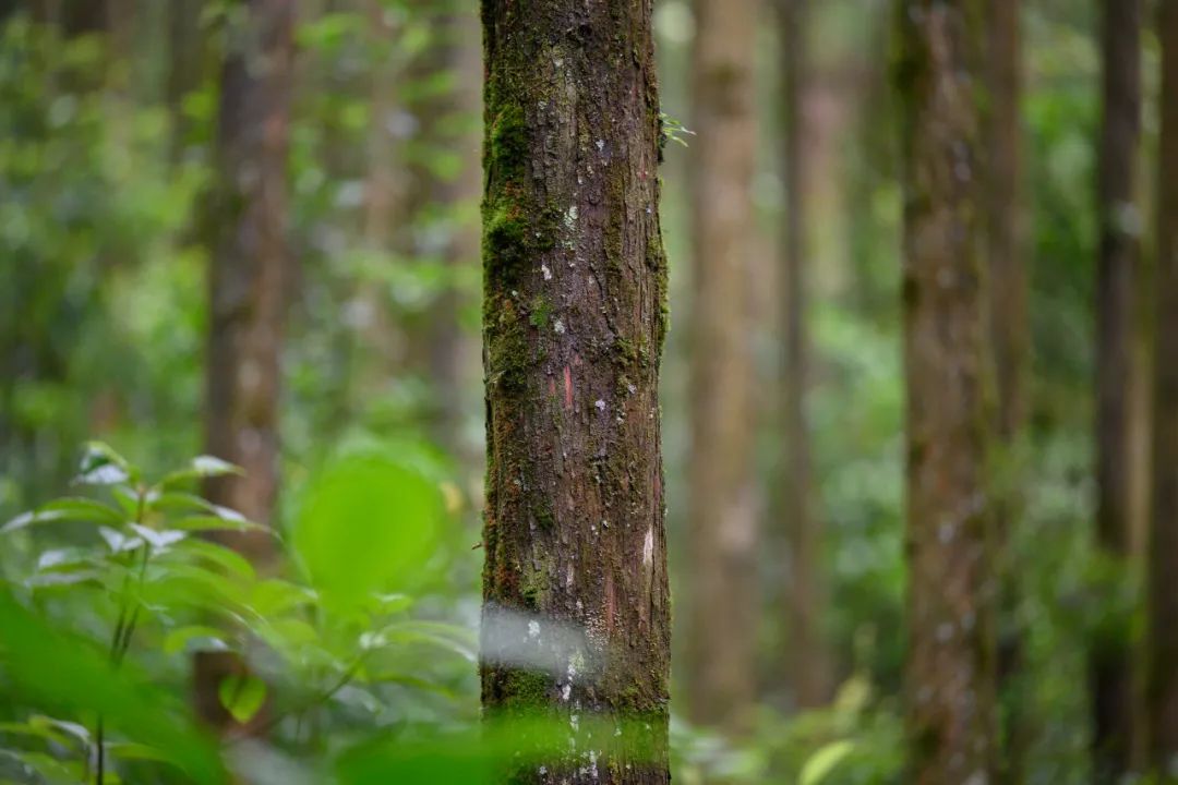 In the Tengchong section of Gaoligong Mountain, there is the largest ...