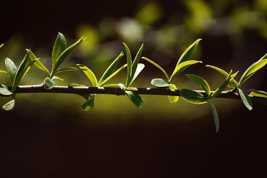 Prose: Spring is not wrong, people live up to spring - iNEWS