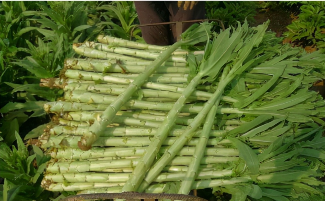 Tribute: It is often recognized as lettuce, and it is very valuable ...