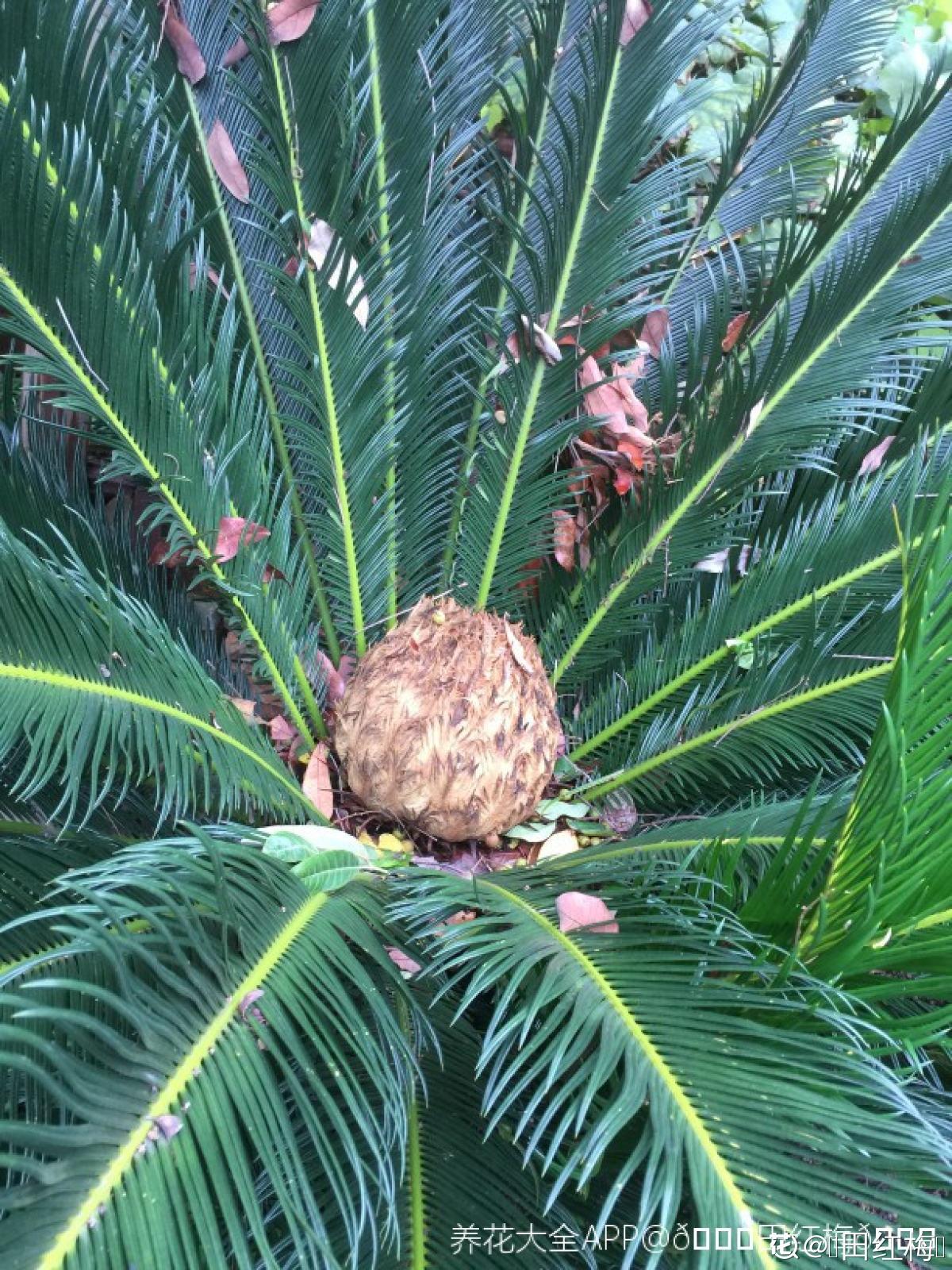 Is the iron tree blooming just an idiom?No, iron trees can really bloom ...